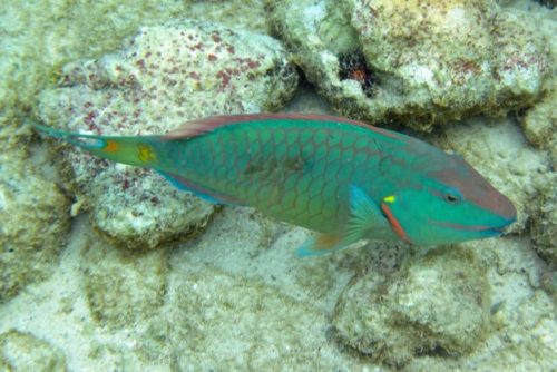 Aruba De Palm Island Beach and Snorkel Adventure