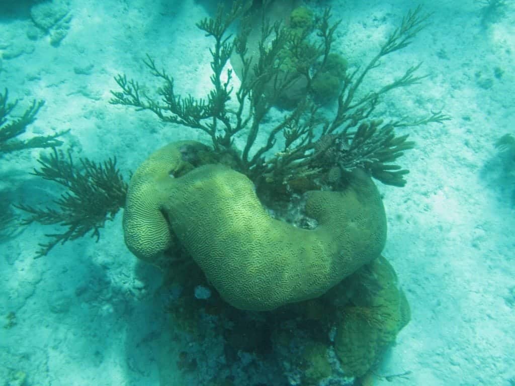 Snorkeling Belize's world famous barrier reef