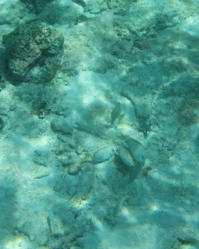 Snorkeling Belize's world famous barrier reef