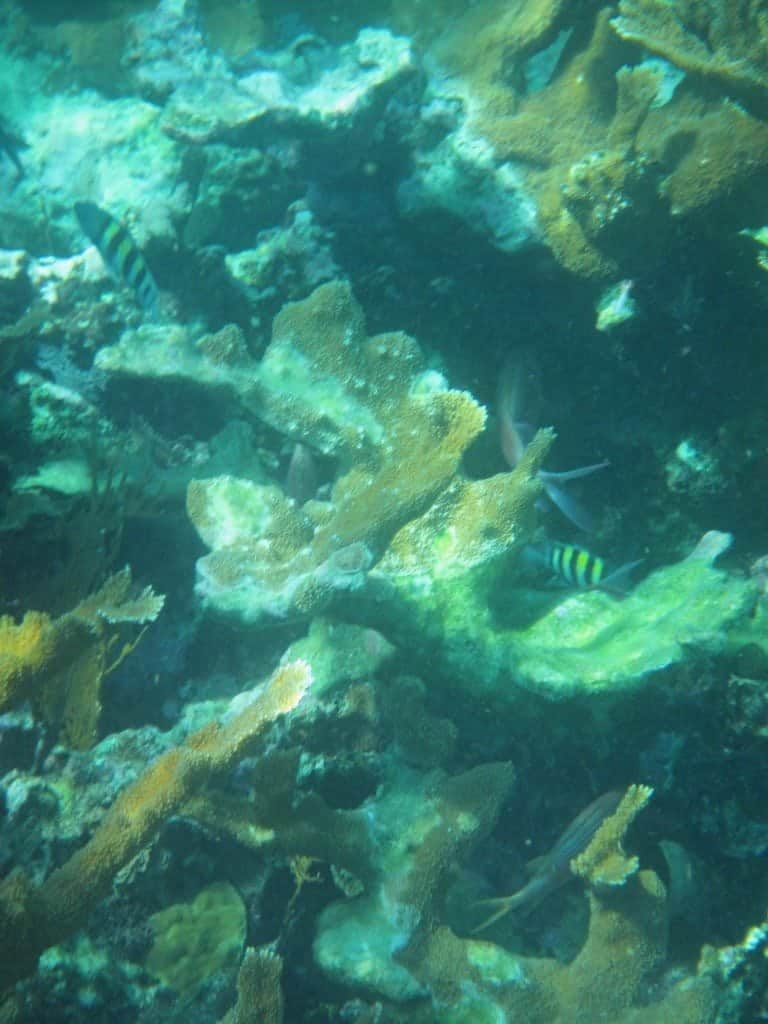 Snorkeling Belize's world famous barrier reef