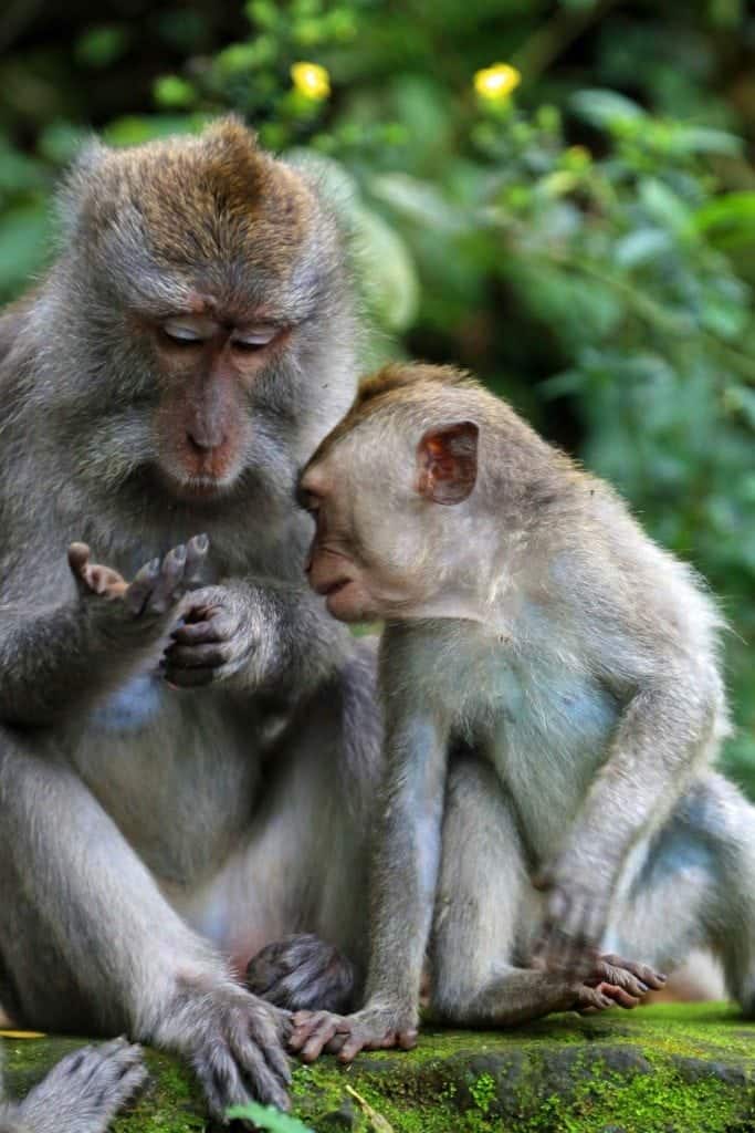 A visit to the Monkey Forest in Ubud Bali