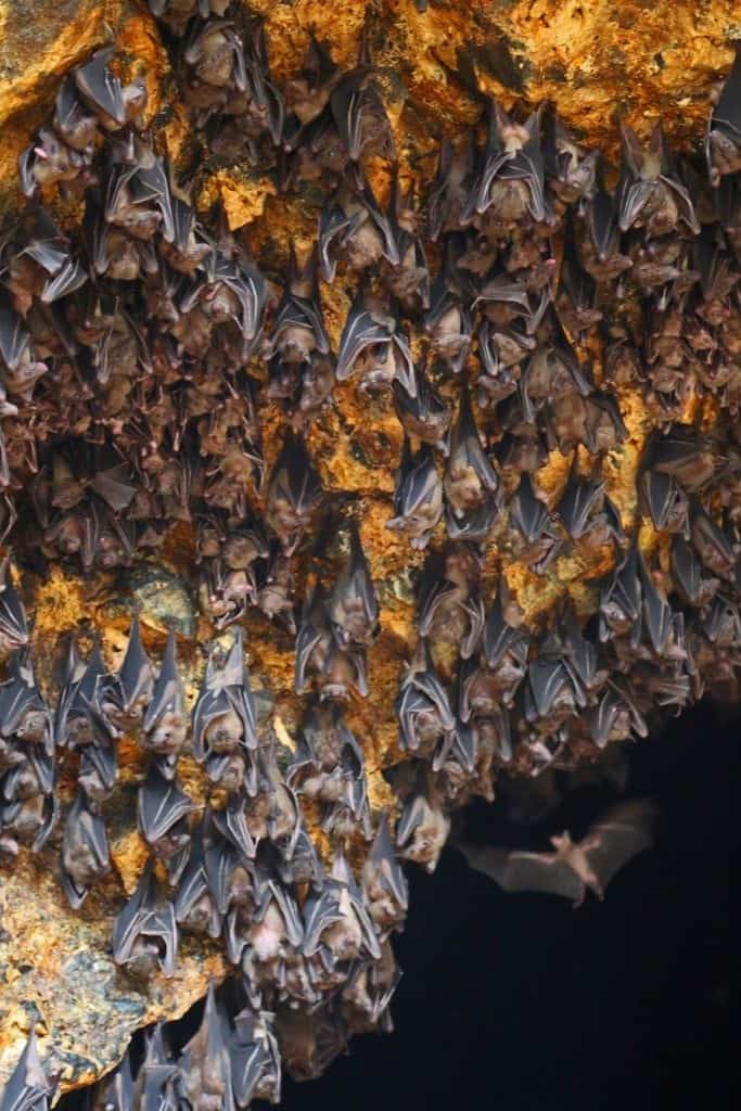 Creepy yet cool visit to the Bat Cave in Bali - Tammilee Tips