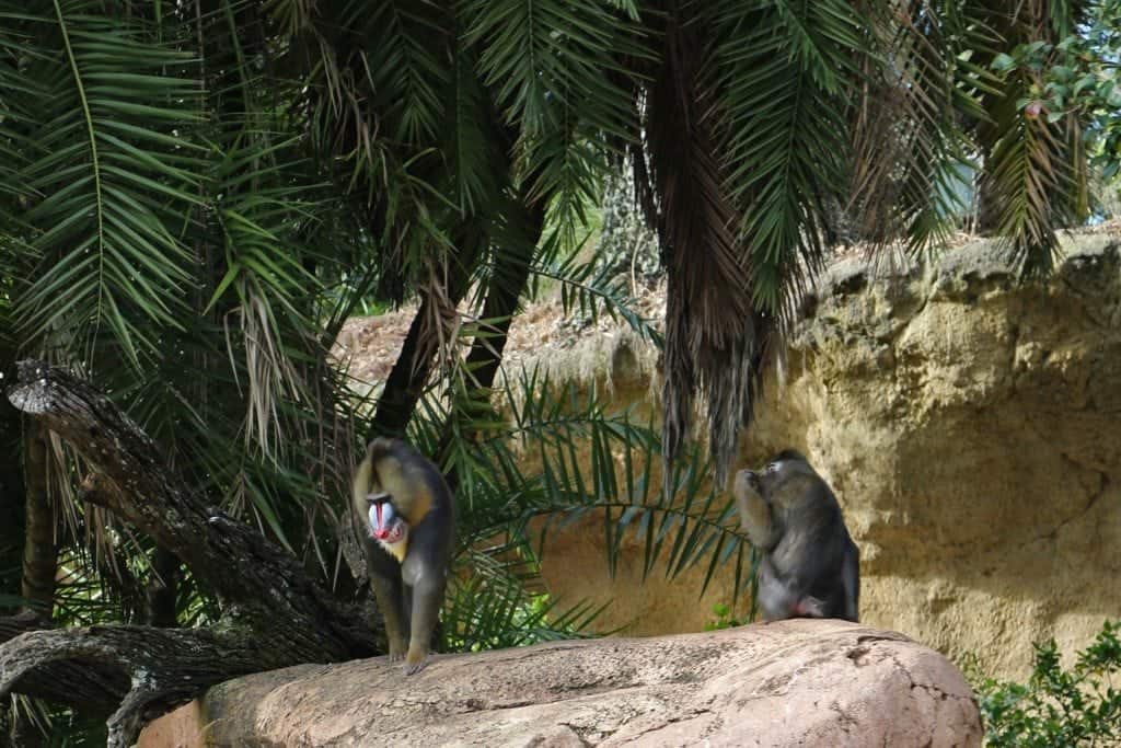 Walt Disney Animal Kingdom Park Tips, To dos, Pictures and more ...