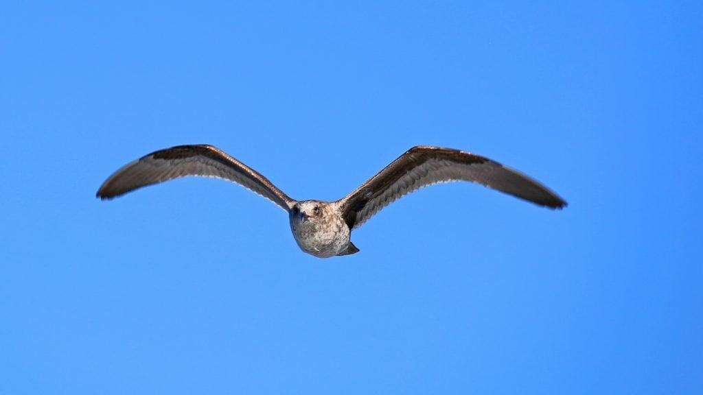 Amazing Wildlife Cruise with Island Packers to Channel Islands National ...
