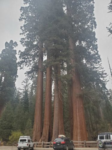 Big Trees in California Road Trip {Video} - Tammilee Tips