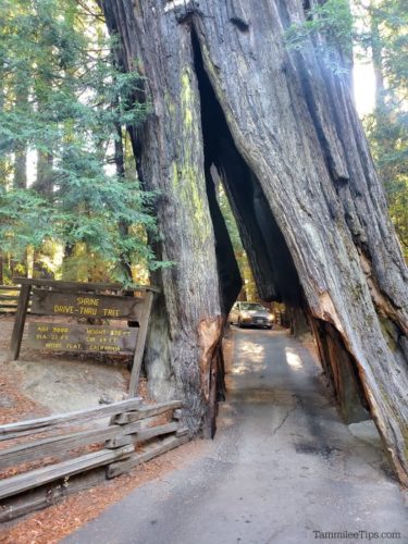 Big Trees in California Road Trip {Video} - Tammilee Tips